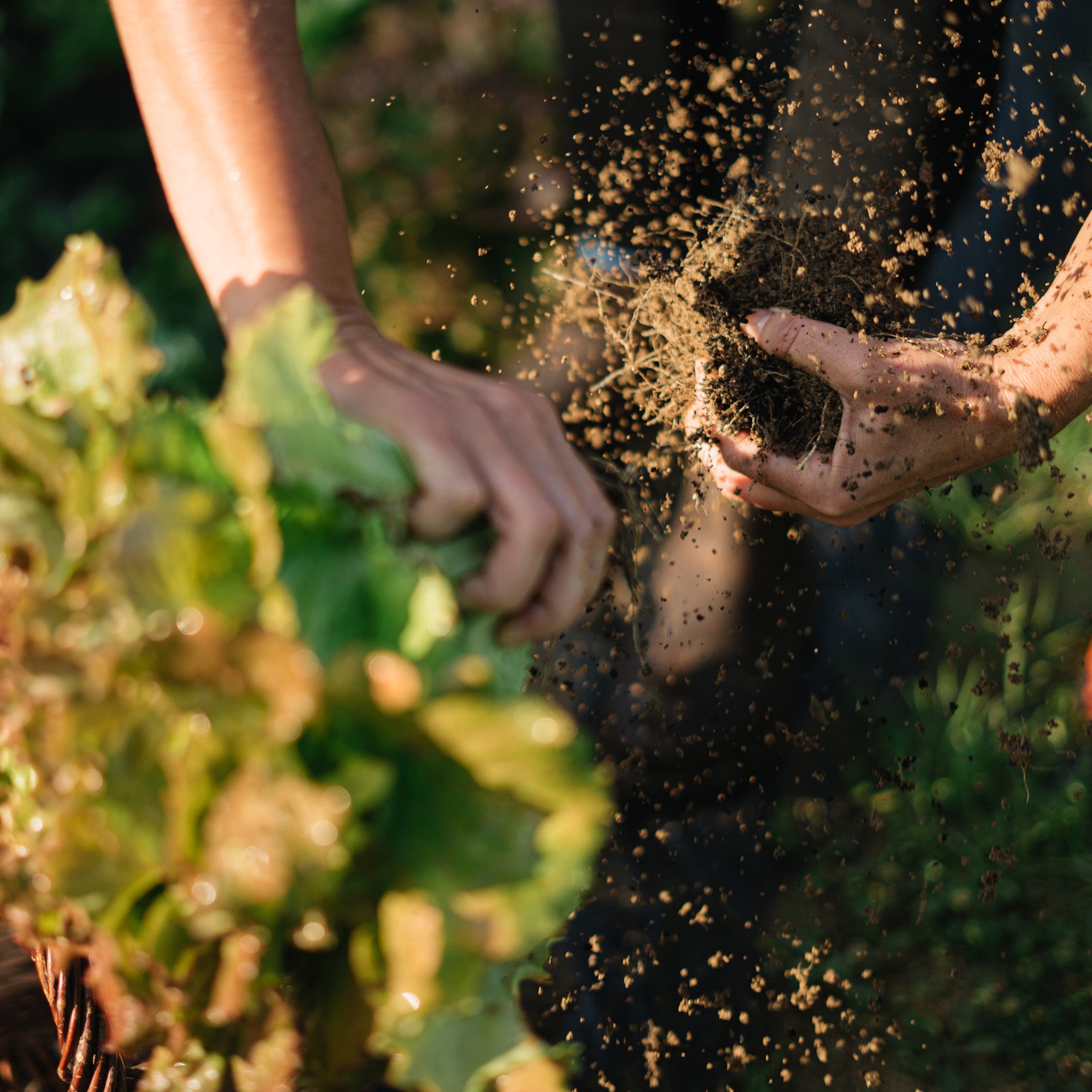 Sustainability and circularity in all our processes – Arpe Shop